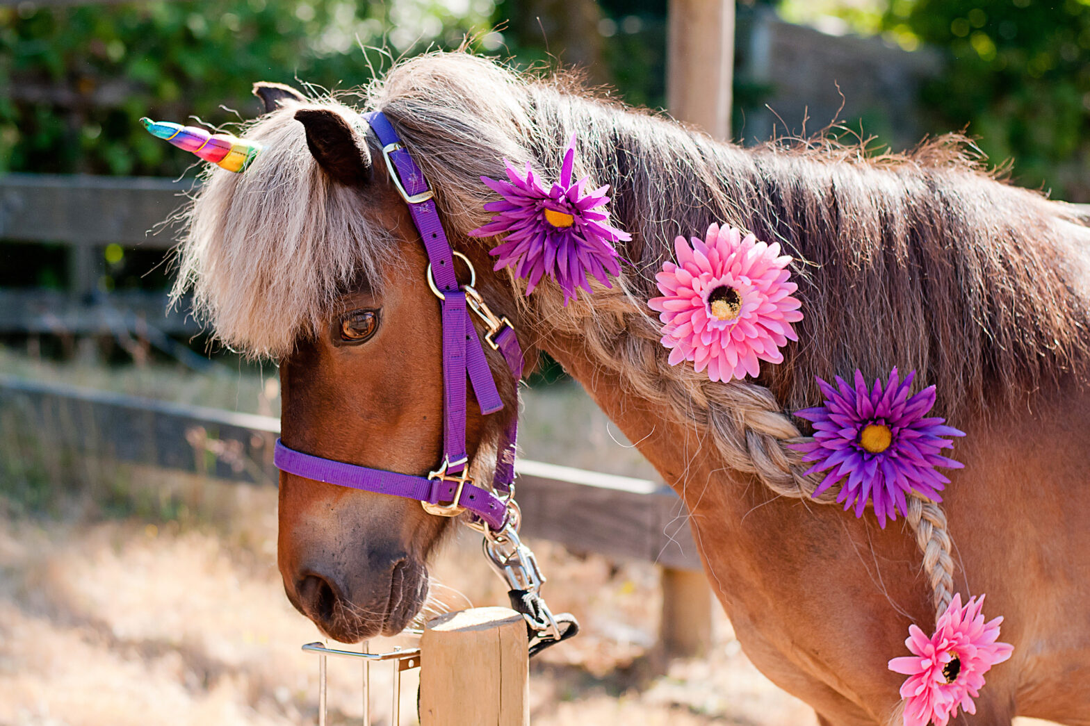 Birthday Parties – Ponies & Pipsqueaks